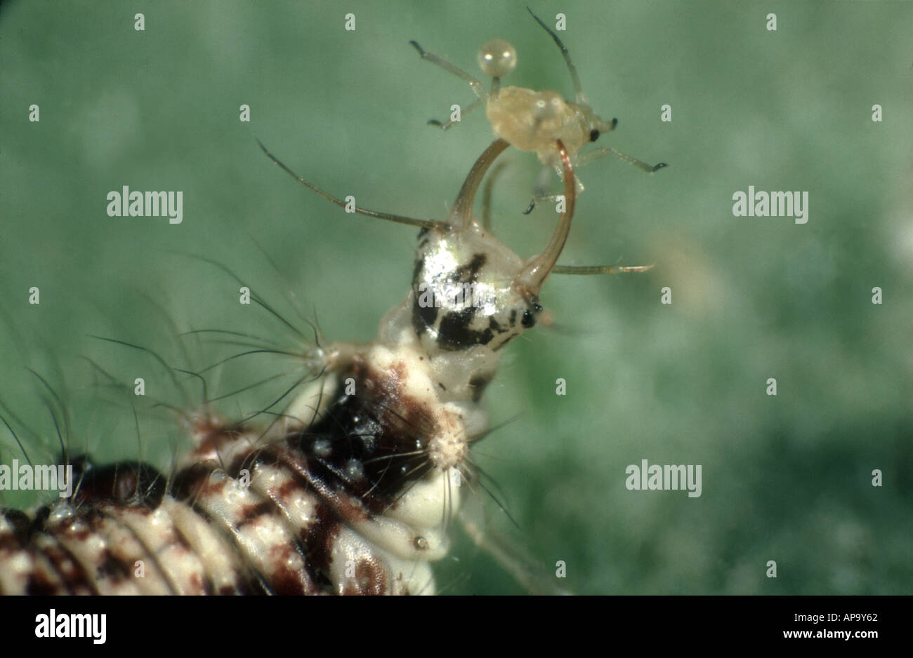 Lacewing larvae hi-res stock photography and images - Alamy