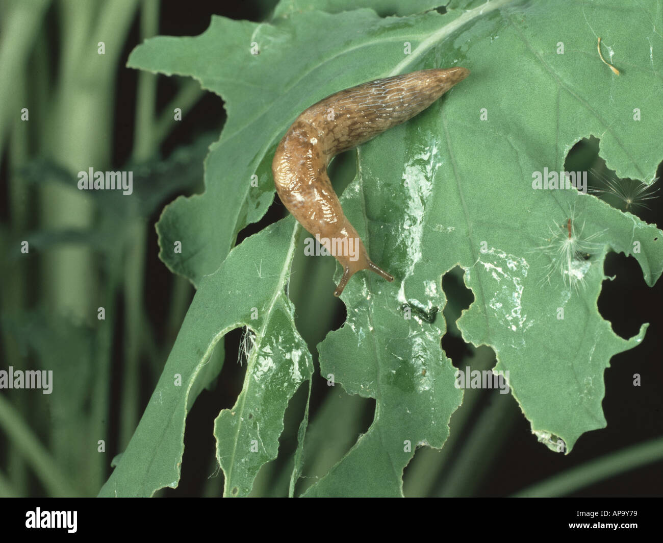 A grey field slug Deroceras reticulatum with slime trail and damage on ...
