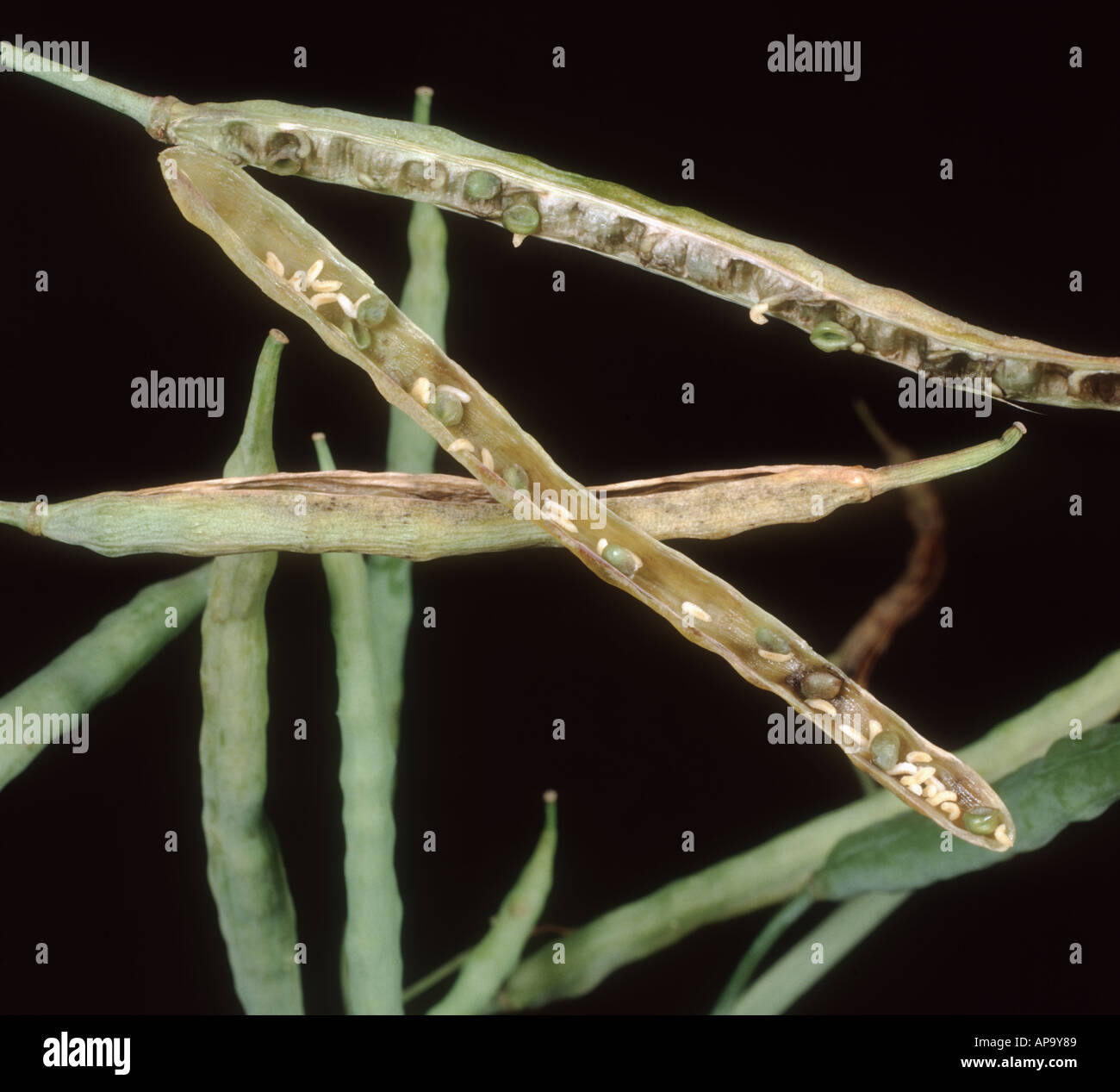 Bladder pod midge Dasineura brassicae larvae in damaged oilseed rape ...