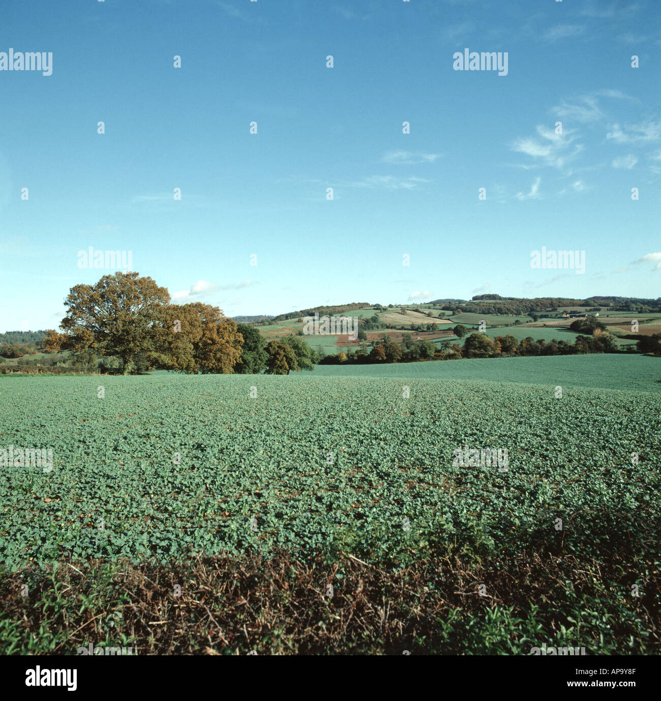 A seedling oilseed rape crop with autumn oaks and other trees in ...