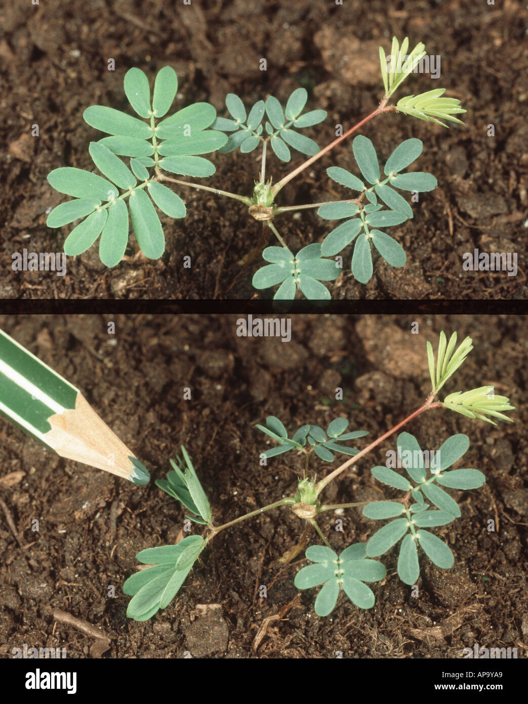 Sensitivity plant showing before and after activating sensitive leaves ...