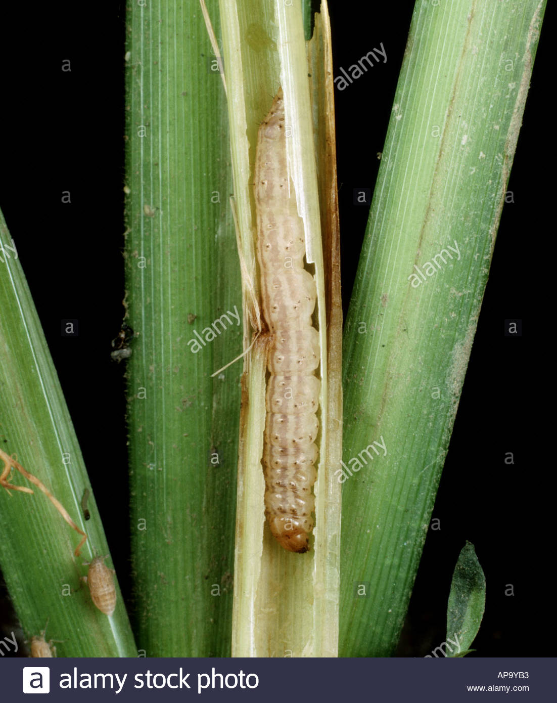 Borer Moth Stock Photos & Borer Moth Stock Images - Alamy