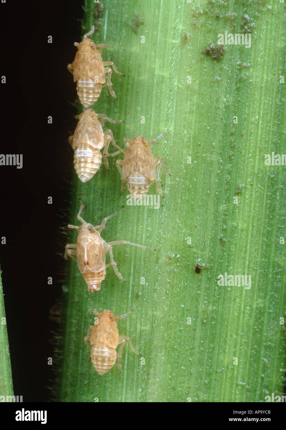 Planthopper nymph hi-res stock photography and images - Alamy