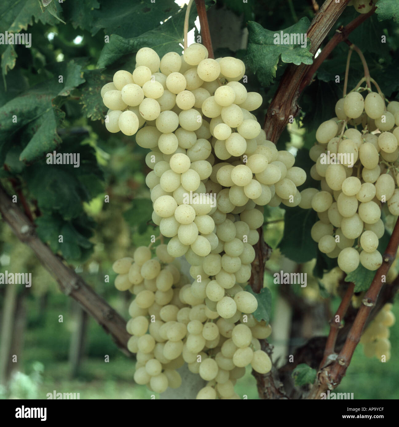 Trellis of table grapes hi-res stock photography and images - Alamy