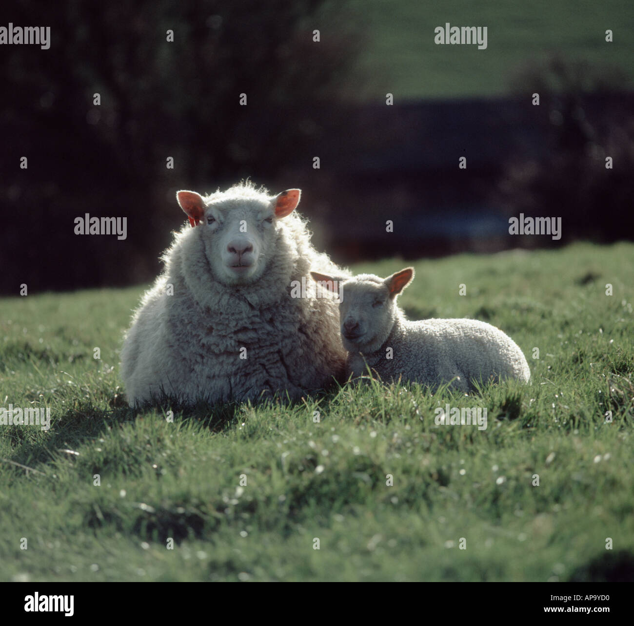 Sheep lying down sheep hi-res stock photography and images - Alamy