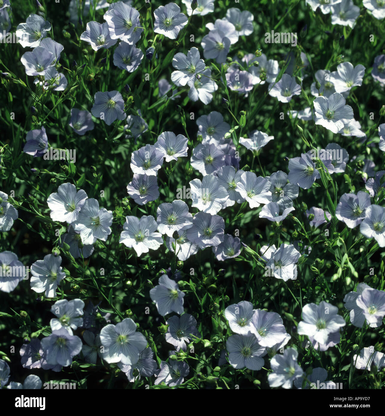 Linseed flowers hi-res stock photography and images - Alamy