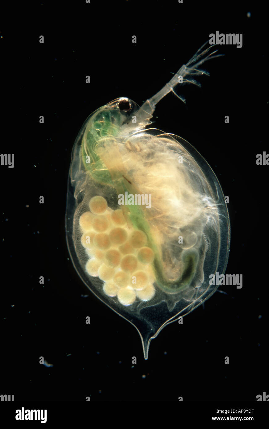 Daphnia Magna Life Cycle