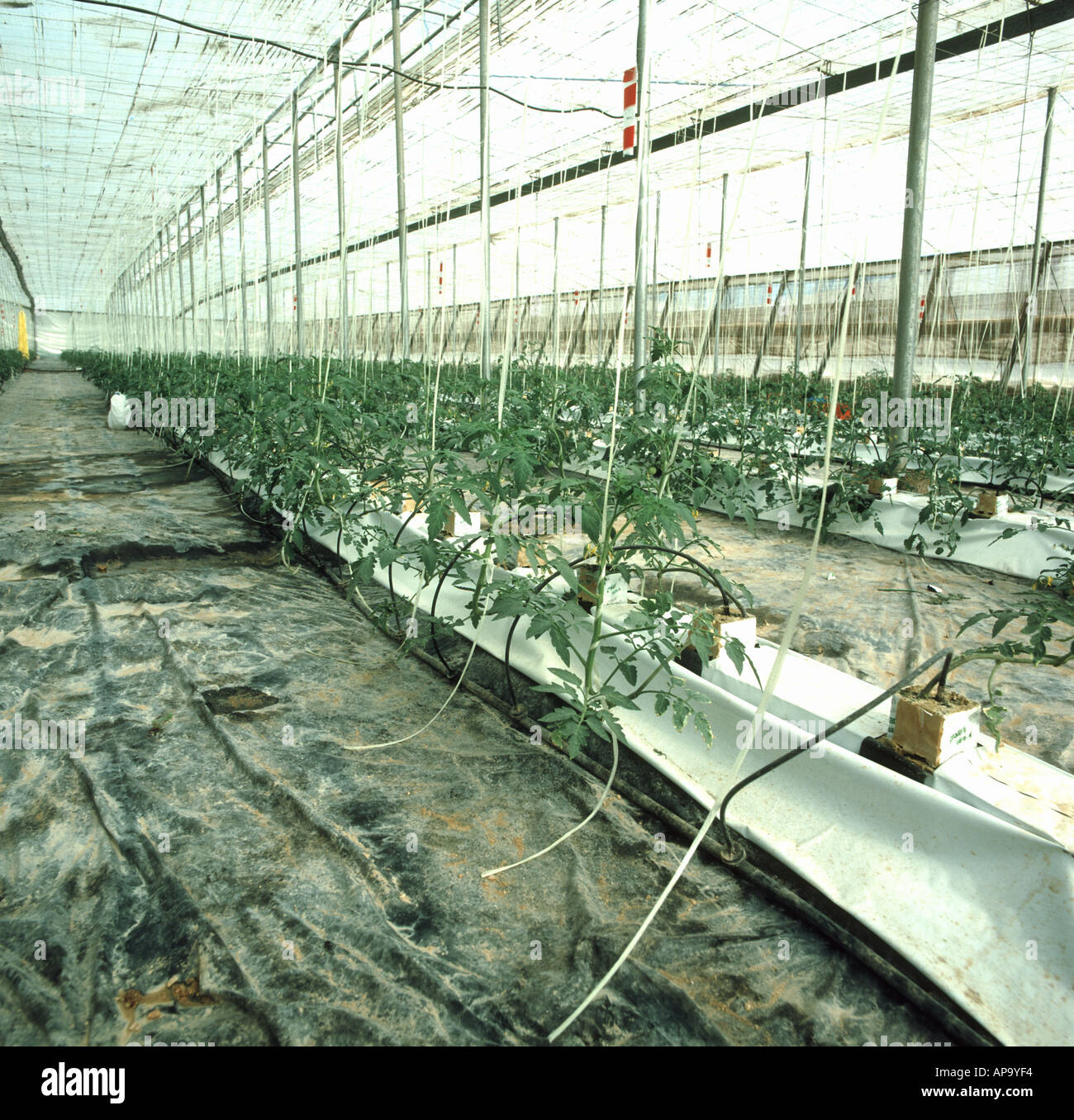 Hydroponically grown tomato crop in a Spanish polythene house near ...