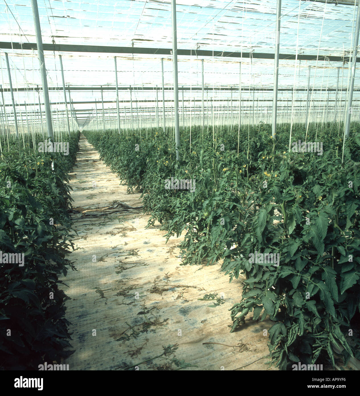 Hydroponically grown tomato crop in a Spanish polythene house near ...
