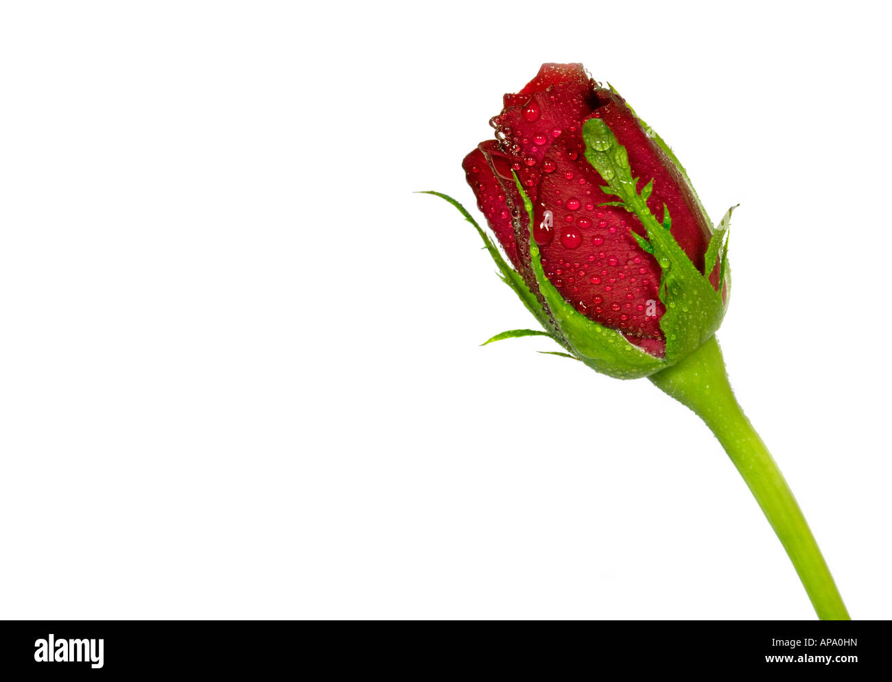 Red Rose Bud Stock Photo - Alamy