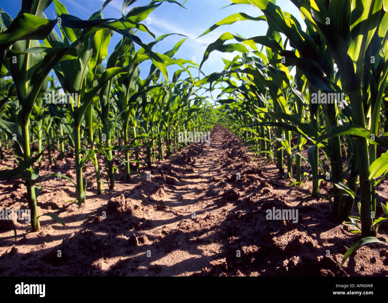 Corn blades hi-res stock photography and images - Alamy