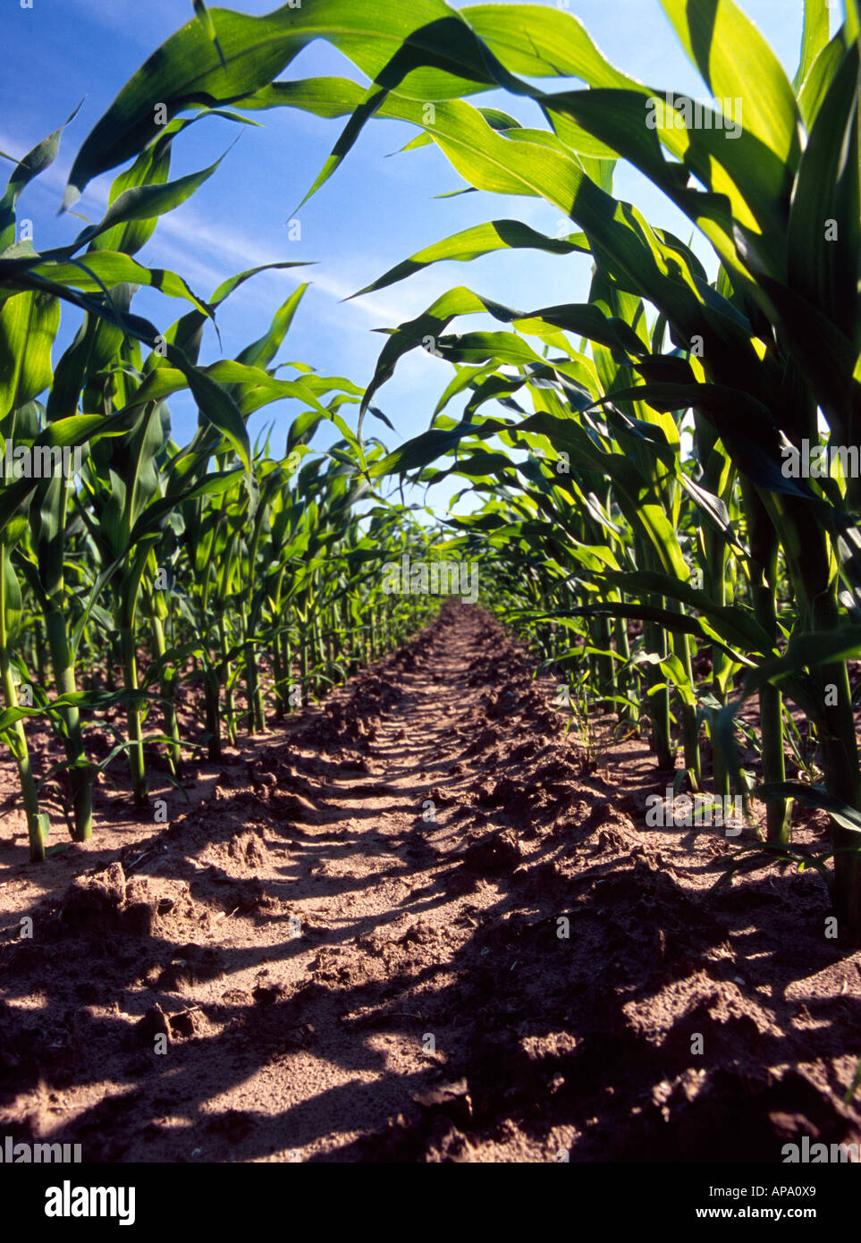 Corn blades hi-res stock photography and images - Alamy