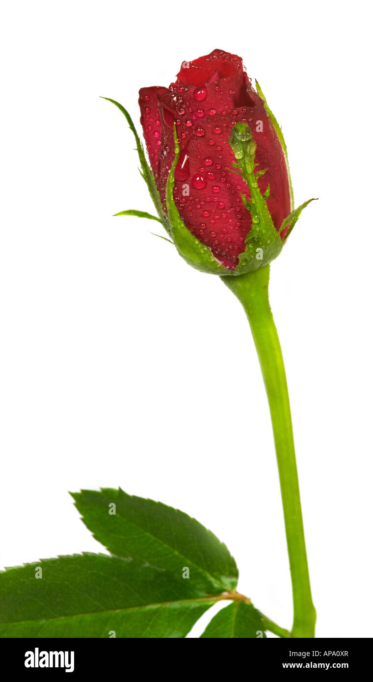 Red Rose Bud Stock Photo - Alamy