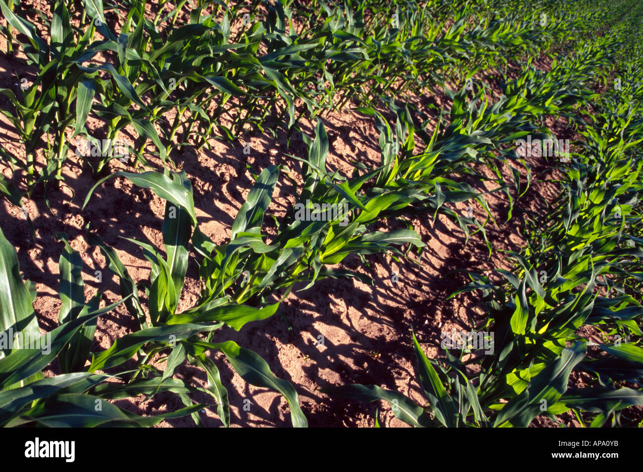 Corn blades hi-res stock photography and images - Alamy