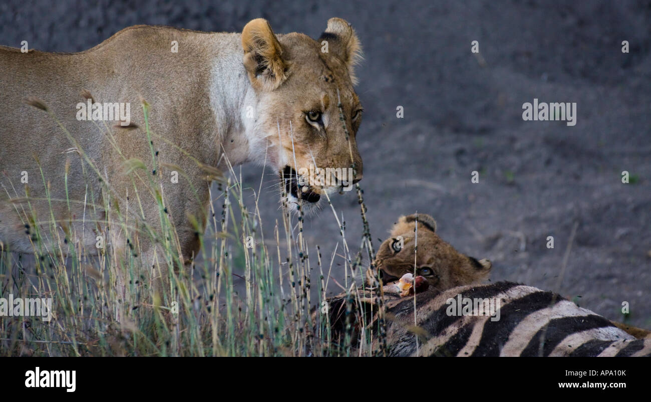 Killing lions hi-res stock photography and images - Alamy