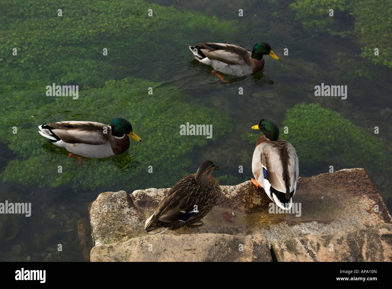 Three ducks hi-res stock photography and images - Alamy
