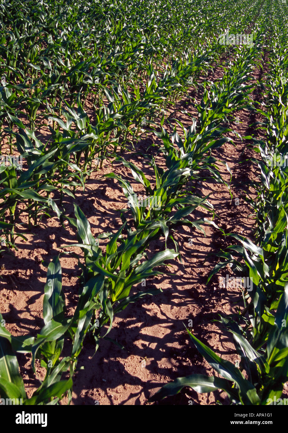 Corn line indian hi-res stock photography and images - Alamy