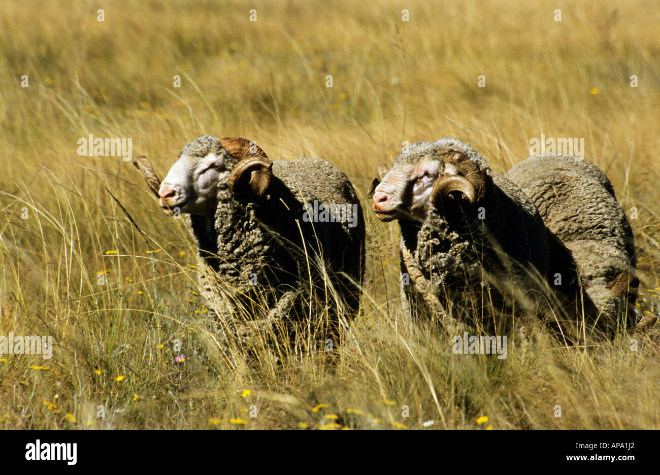 Merino rams hi-res stock photography and images - Alamy