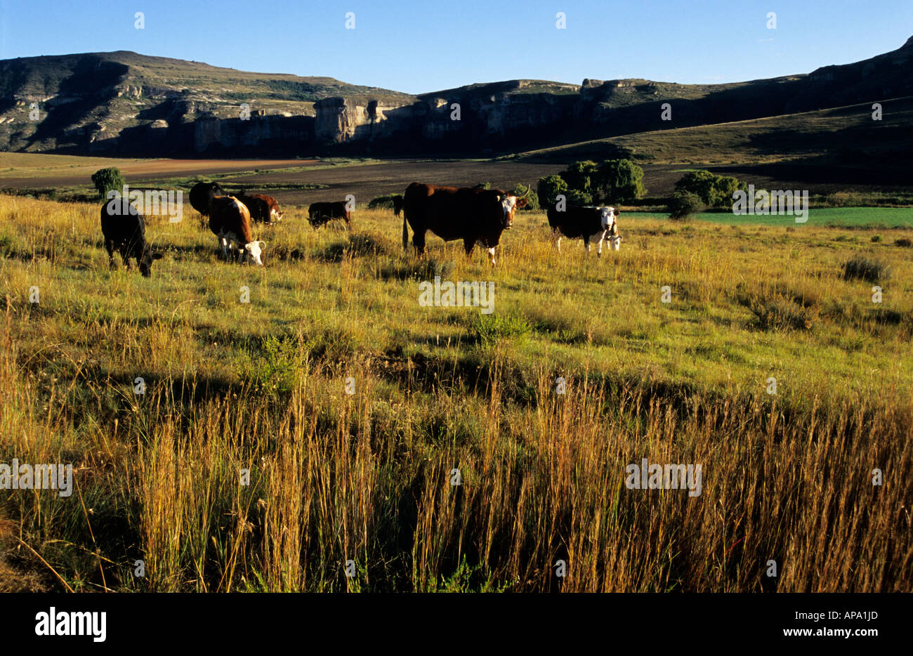 Landscape, animals, cattle farm, African ranching, Witteberge mountains ...