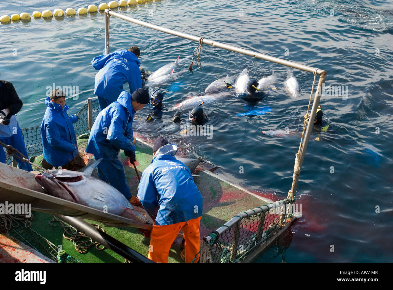 Catching of bluefin tunas in aquaculture cages Cesme Turkey Stock Photo ...