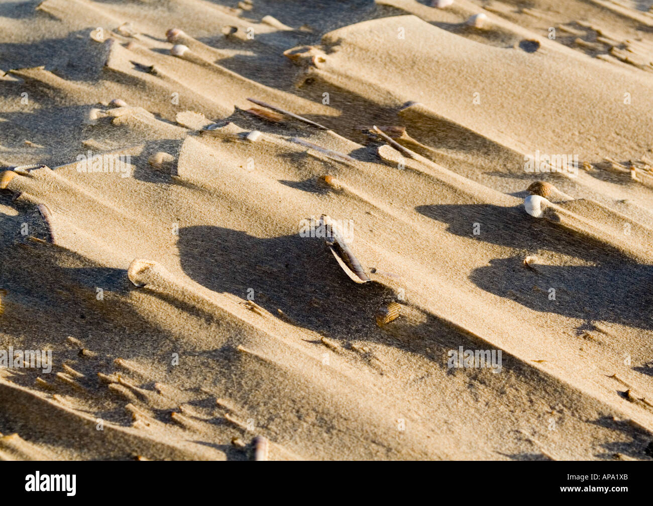 Limpet like shells hi-res stock photography and images - Alamy