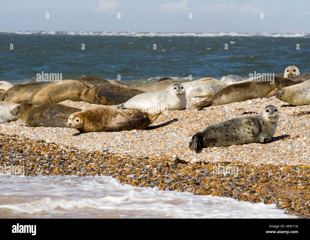 Grey Seals on pebble beach Stock Photo - Alamy