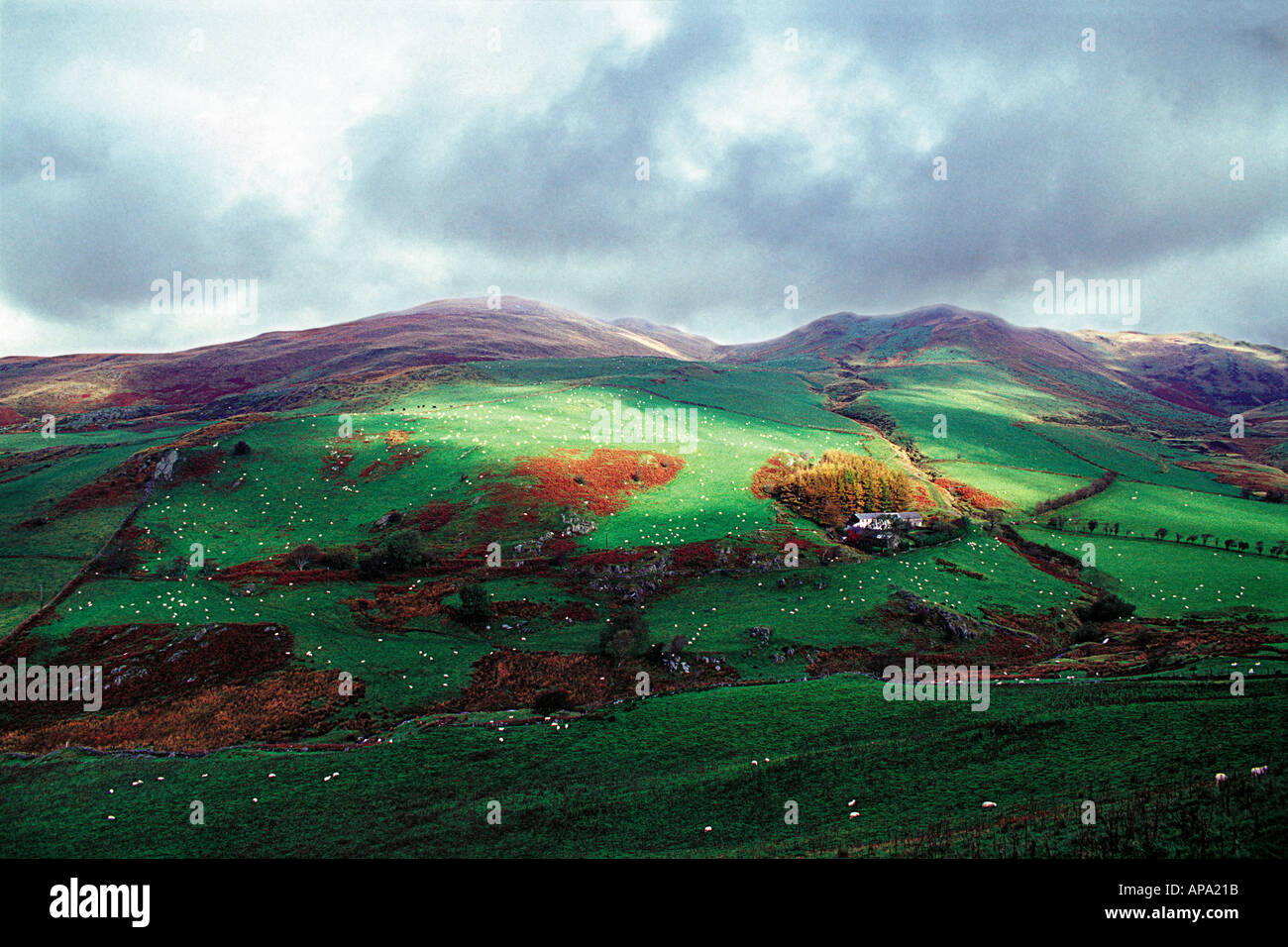 Farming agriculture mid wales landscape hi-res stock photography and ...