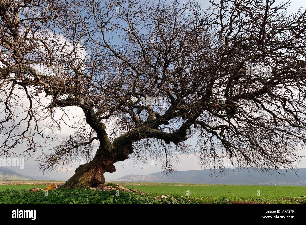 Atlantic pistachio tree hi-res stock photography and images - Alamy