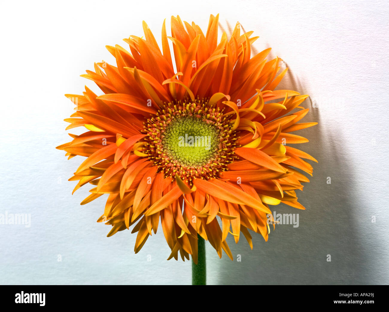Gerbera hi-res stock photography and images - Alamy