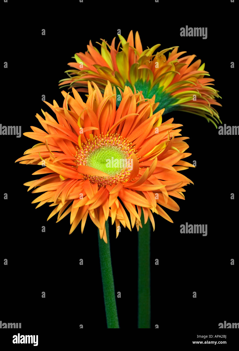 Two gerbers hi-res stock photography and images - Alamy