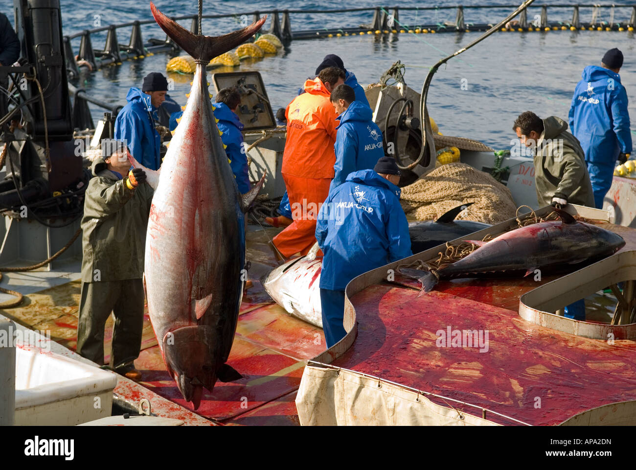 Catching of bluefin tunas in aquaculture cages Cesme Turkey Stock Photo ...
