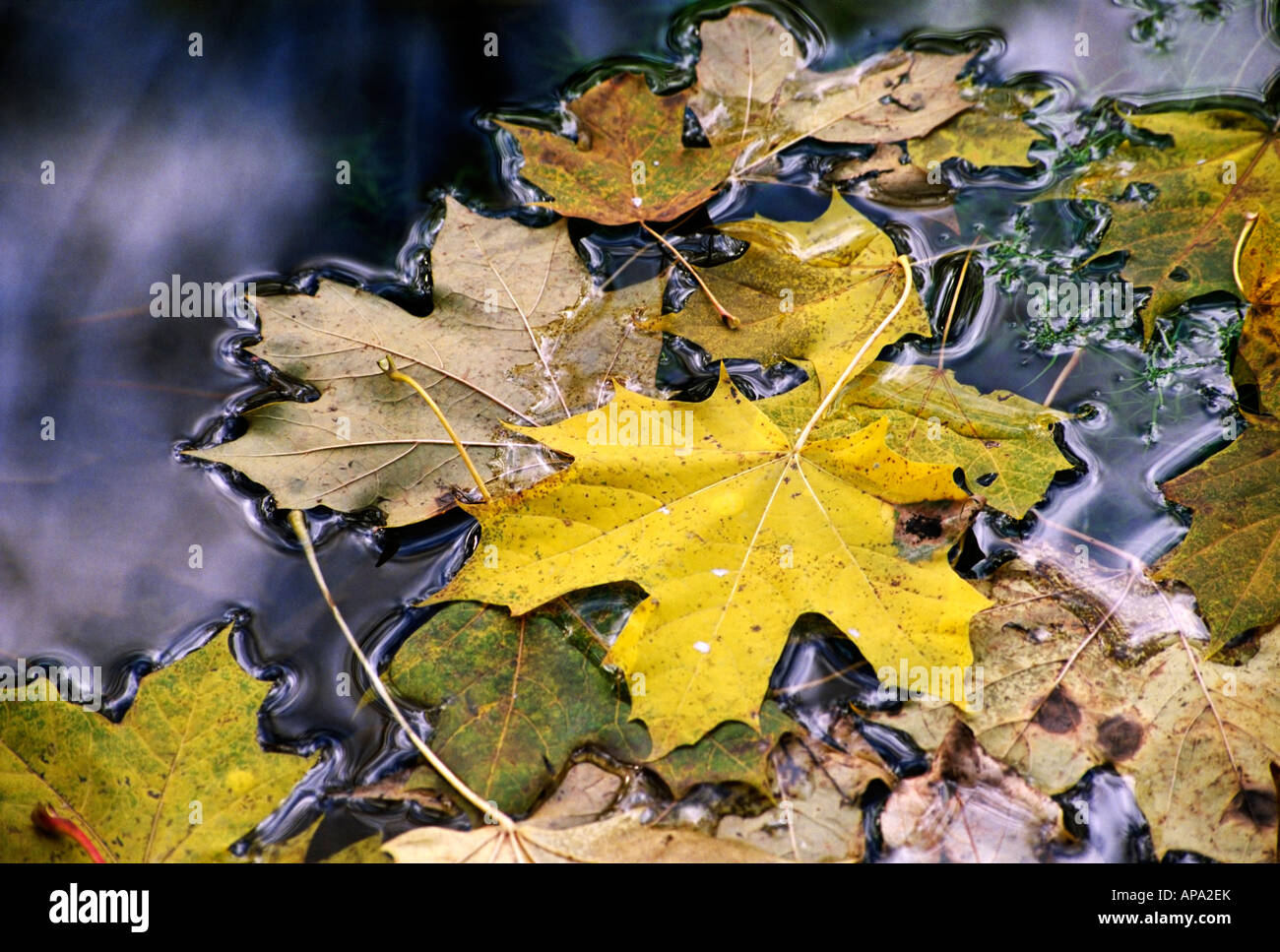 Yellow maple leaves float on water Stock Photo - Alamy