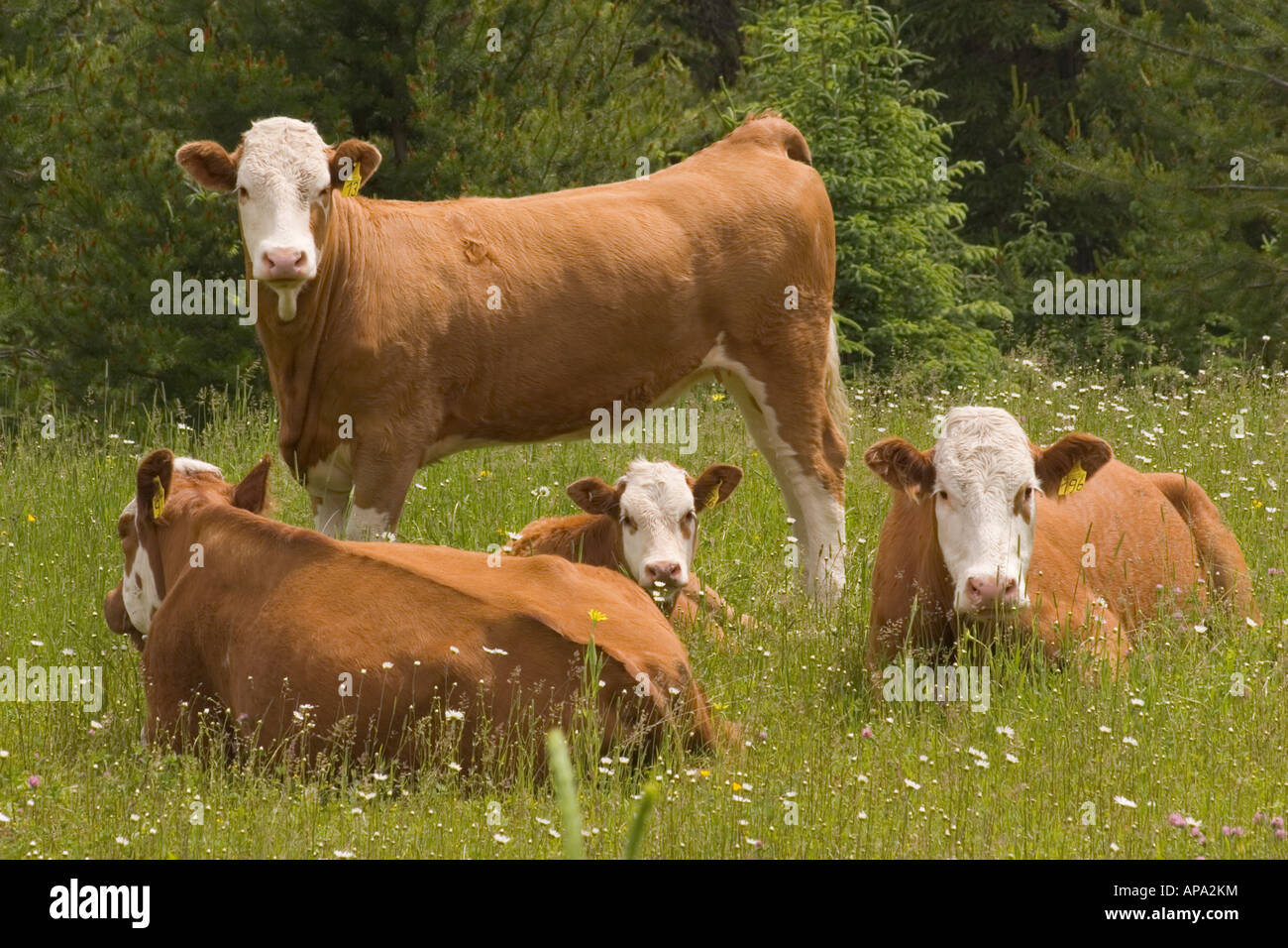 White brown cows calves heifers hi-res stock photography and images - Alamy