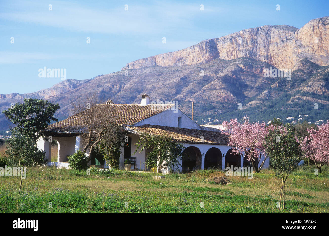 finca and almond blossom with Mongo mountain behind, Javea, Alicante ...
