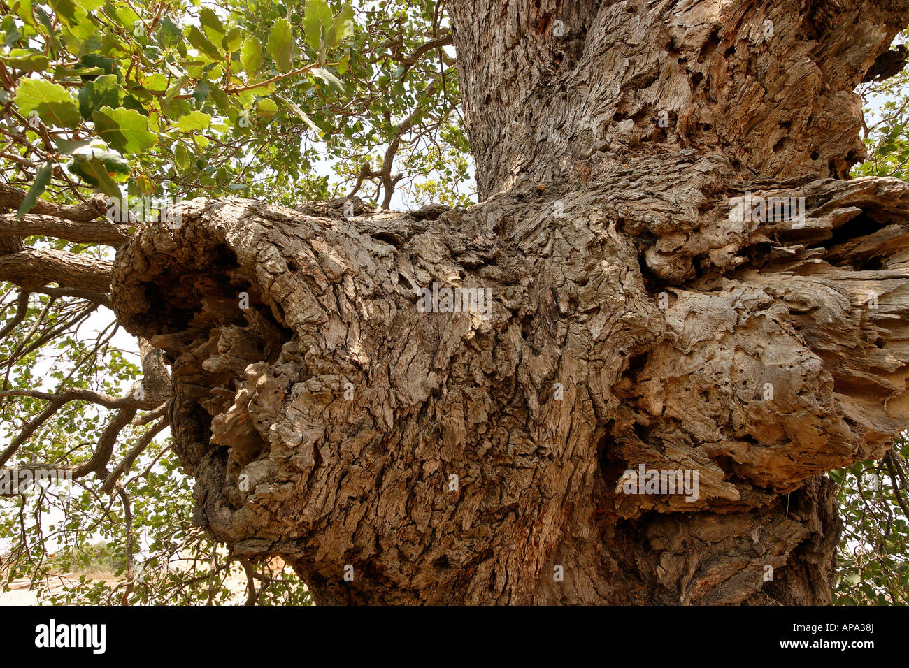 Judea Cyprus Oak tree in Beth El Stock Photo - Alamy