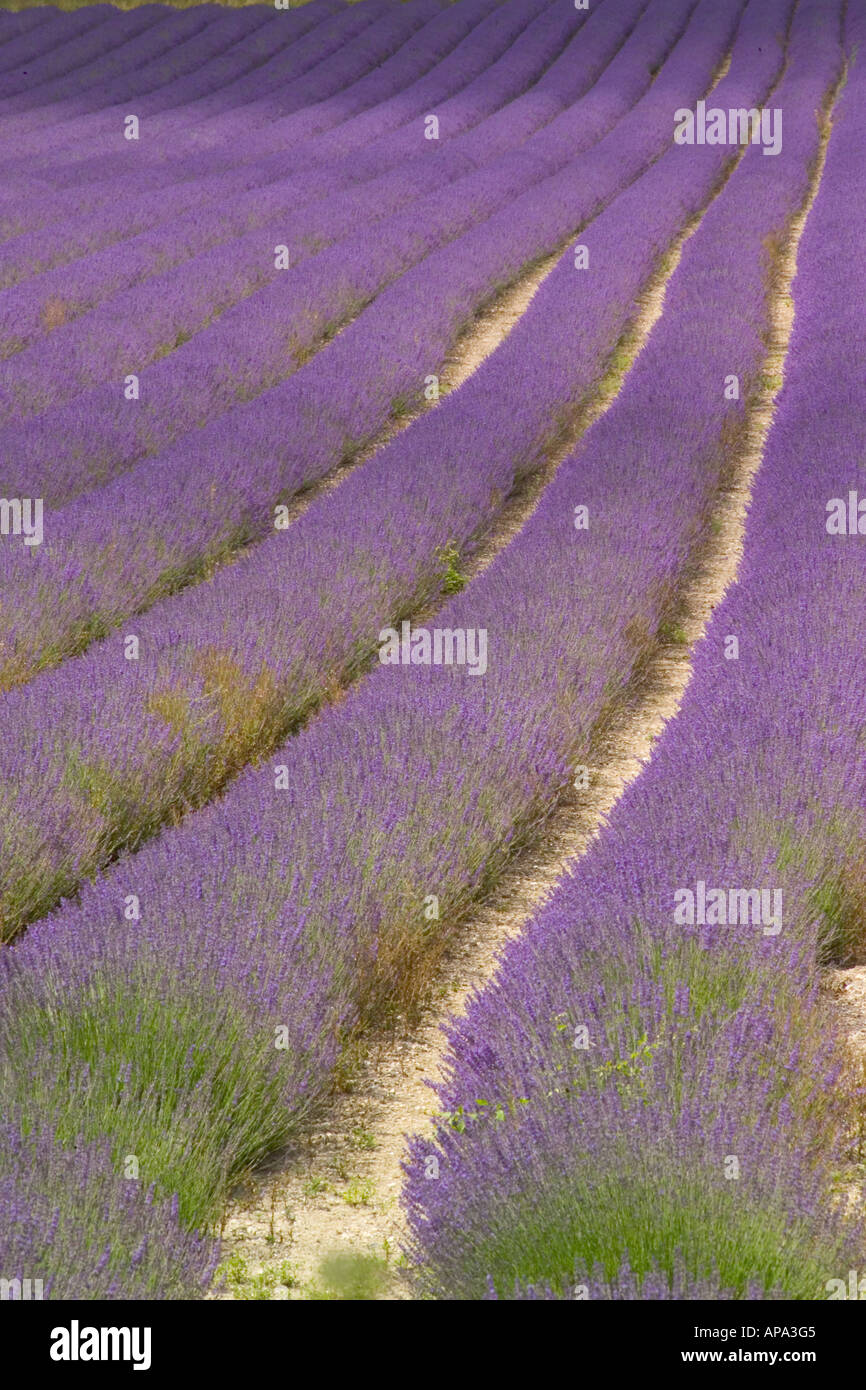 Lavender fields at lullingstone, Kent Stock Photo - Alamy