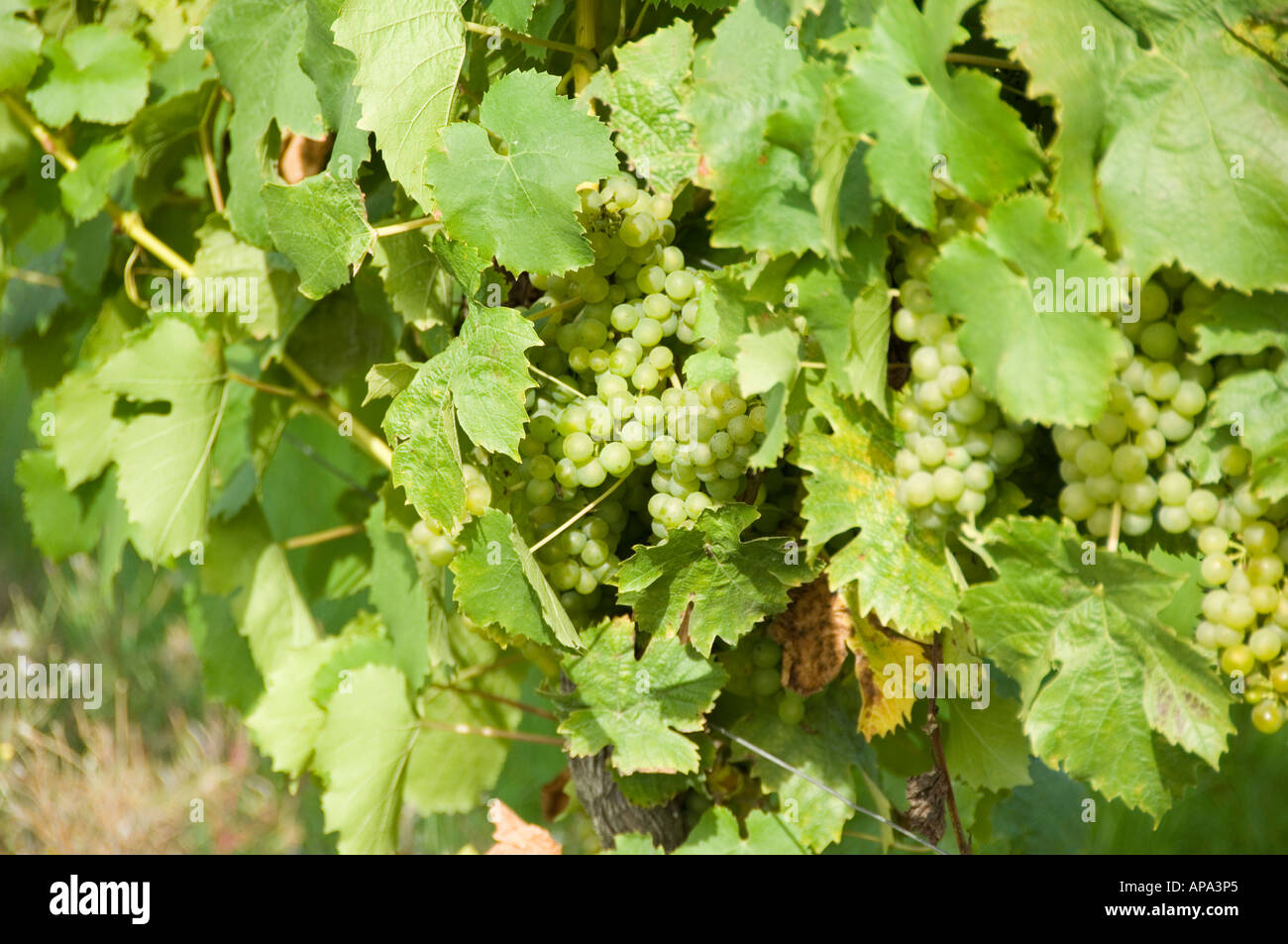 Muller thurgau grapes hi-res stock photography and images - Alamy