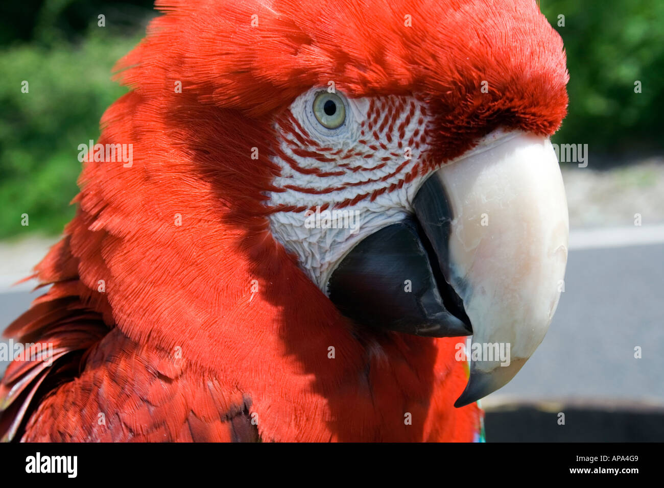Polly parrot hi-res stock photography and images - Alamy