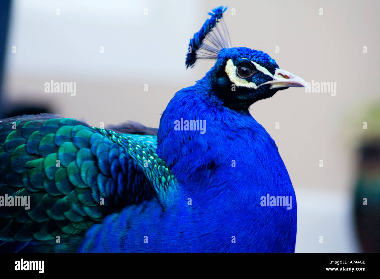 India blue peacock Stock Photo - Alamy