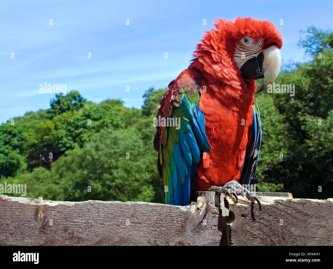 Polly parrot hi-res stock photography and images - Alamy