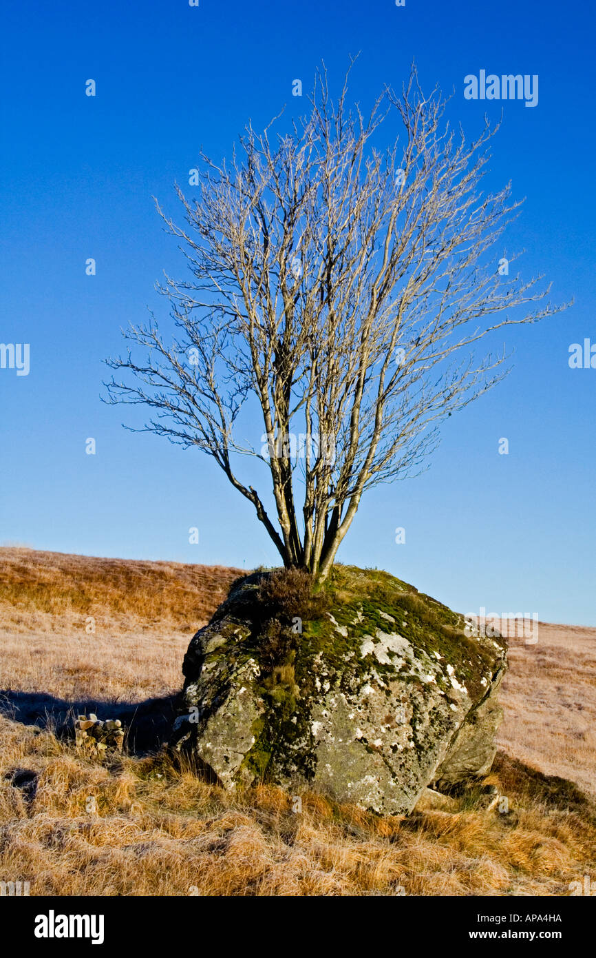 A tree growing out of a rock on Rannoch moor Lochaber frost winters day ...
