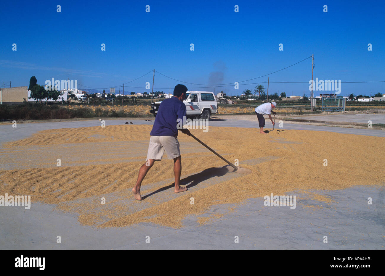 Very hot sun drying rice hi-res stock photography and images - Alamy