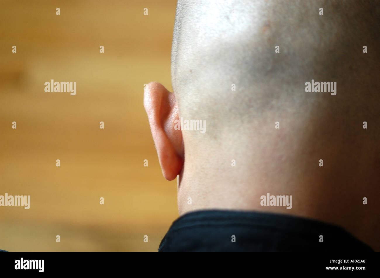 Back of shaved head left ear close up wood floor behind at left ...