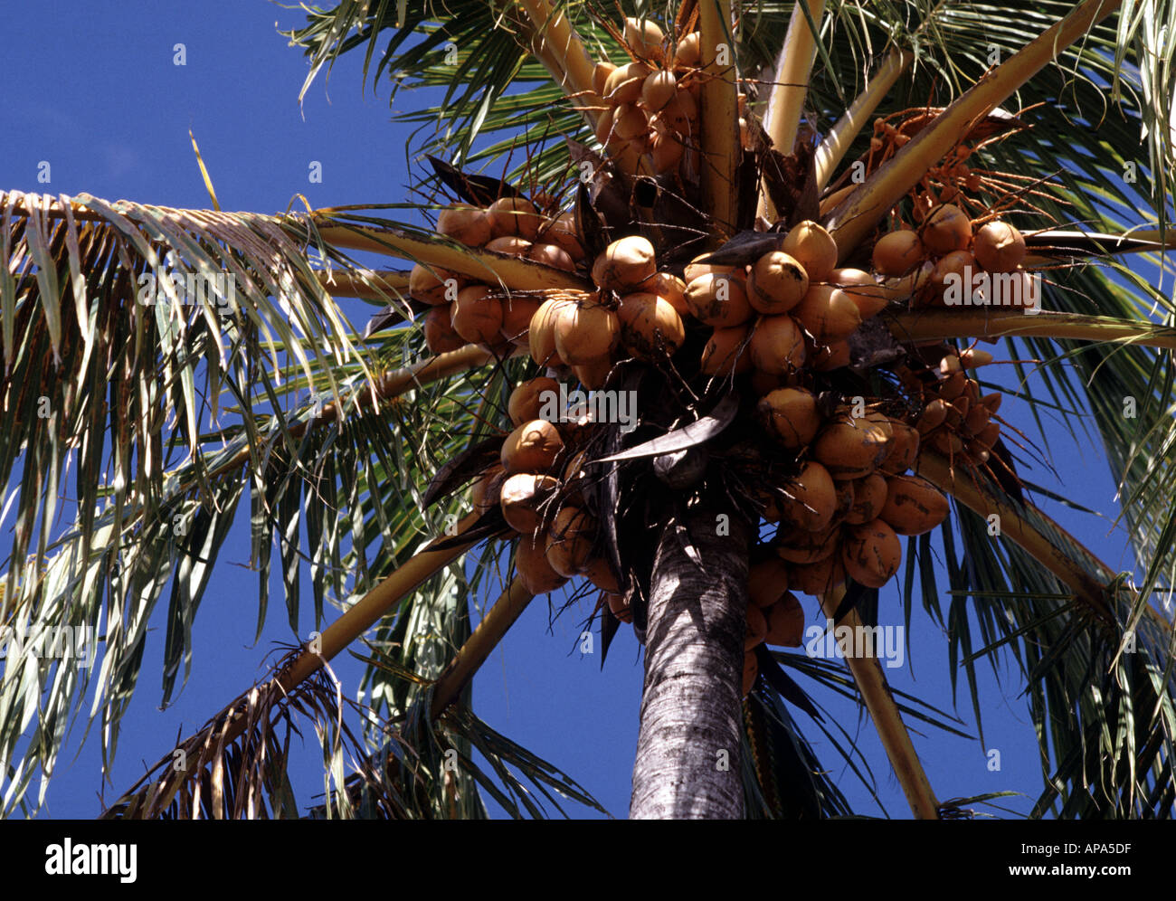 Coconut tree lots of hi-res stock photography and images - Alamy