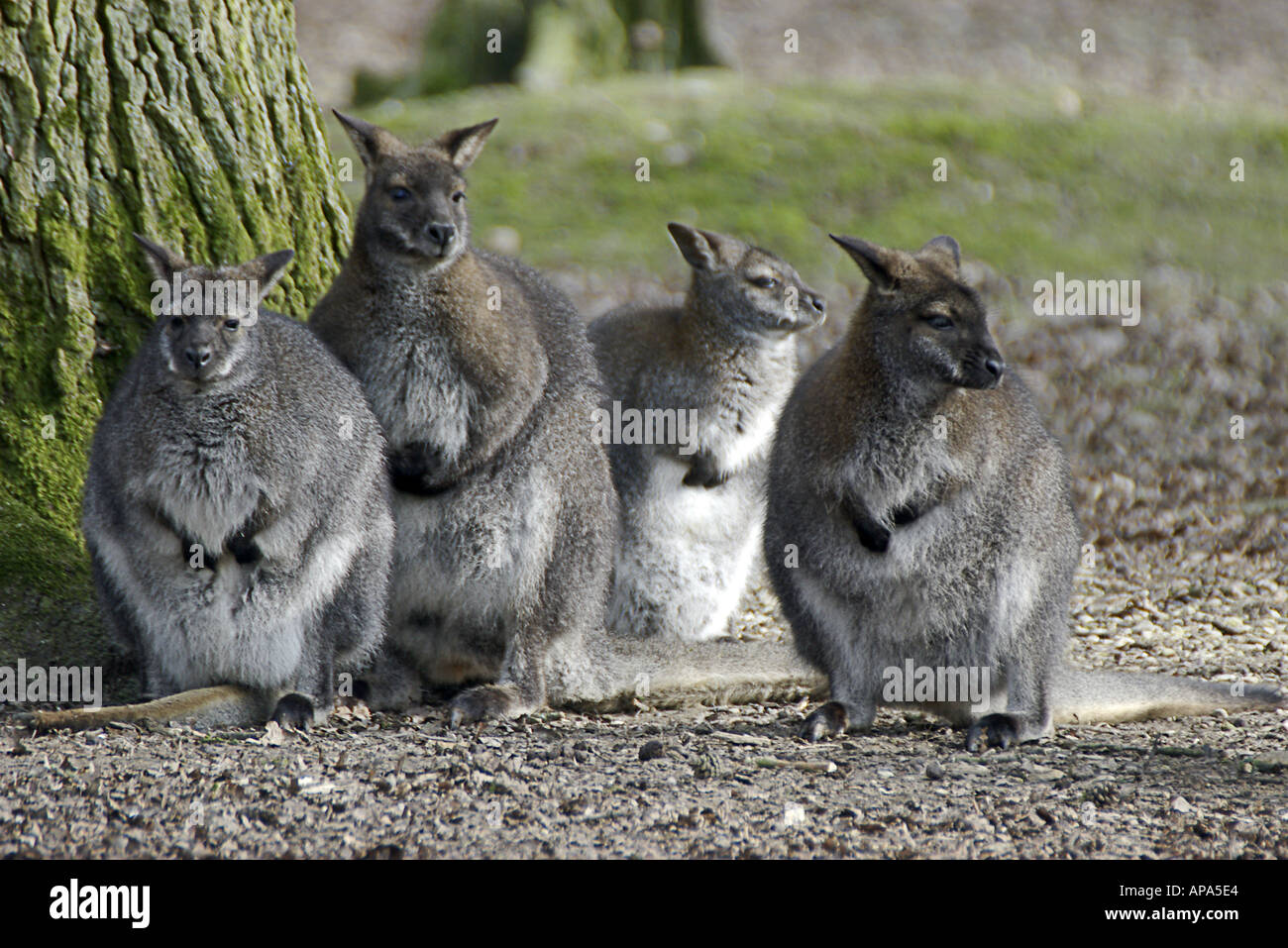 Red necked Wallaby Stock Photo - Alamy