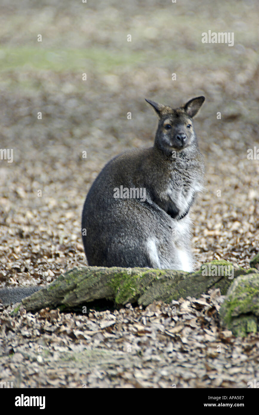 Red necked Wallaby Stock Photo - Alamy