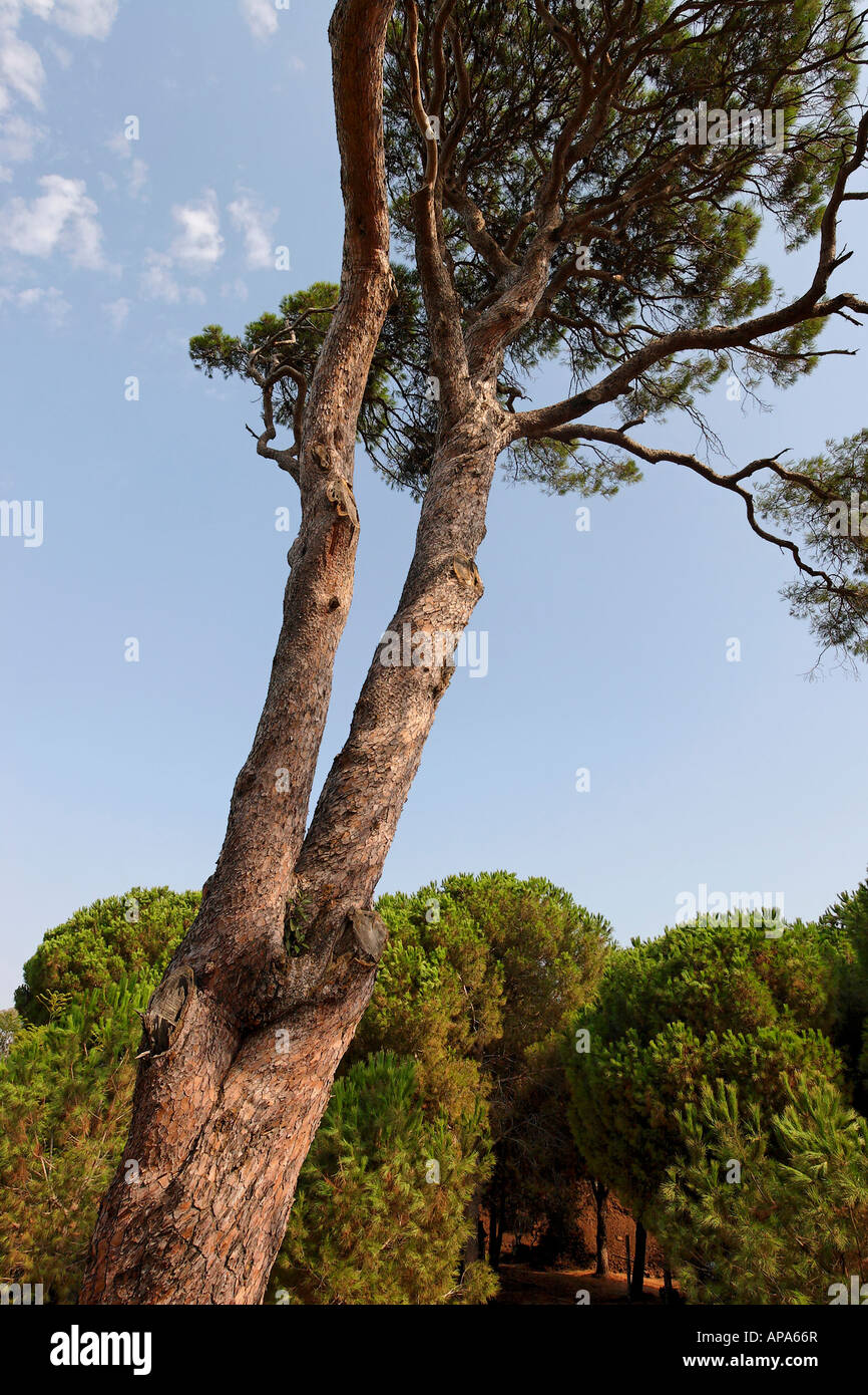 Israel Galilee Stone Pine Pinus Pinea in the Bahai Garden near Acco ...