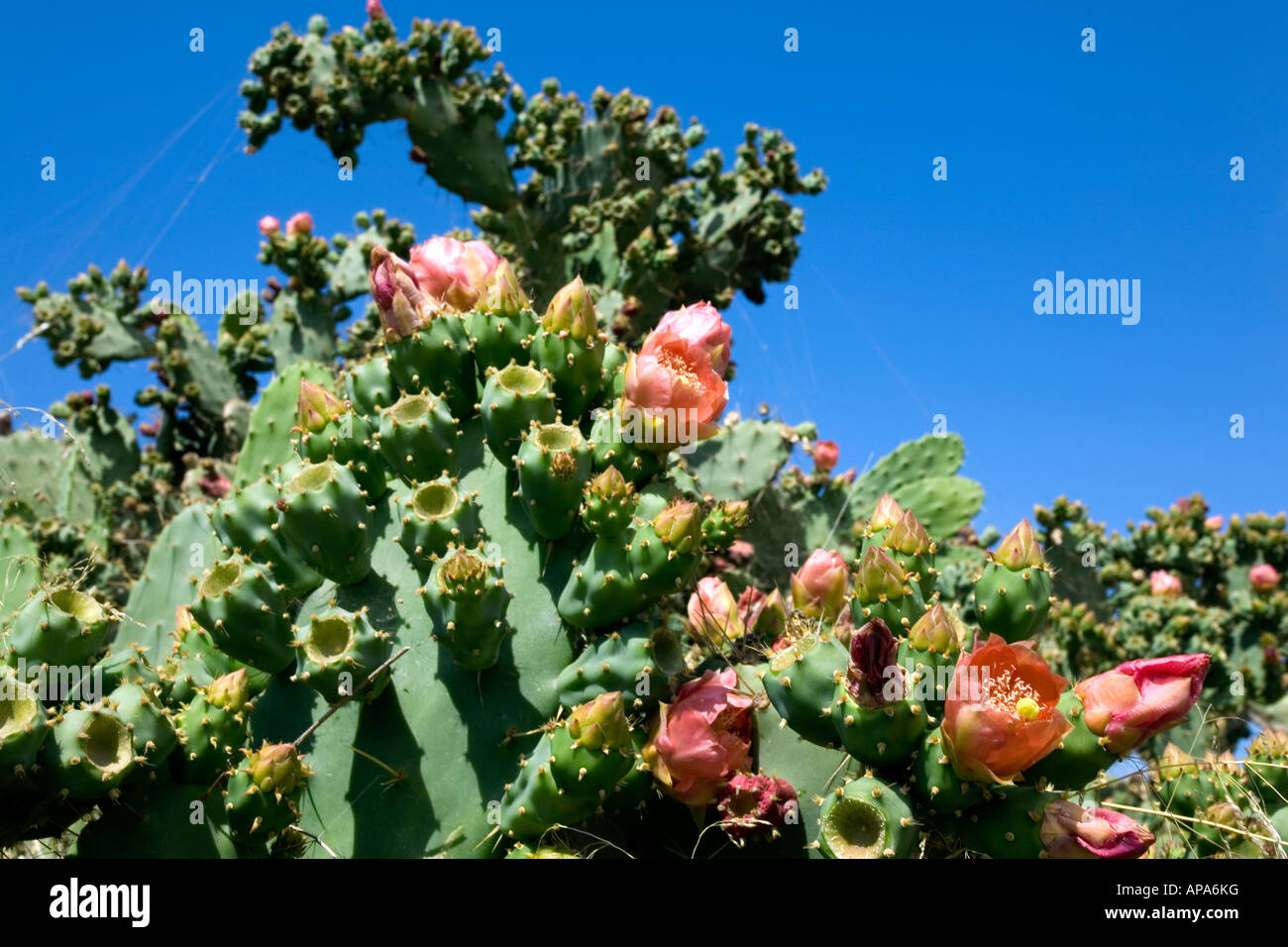 Prickly pear tree.Opuntia ficus-indica.Mallorca Island.Spain Stock ...