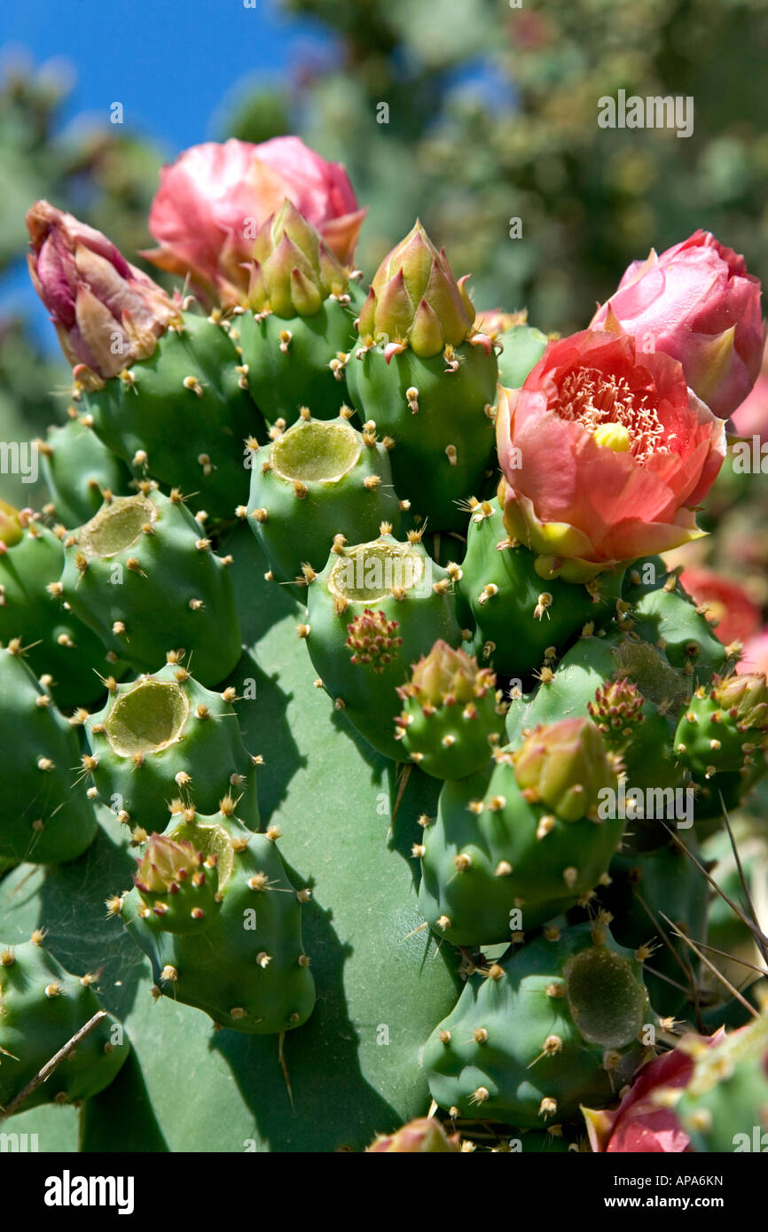 Prickly pear tree.Opuntia ficus-indica.Mallorca Island.Spain Stock ...