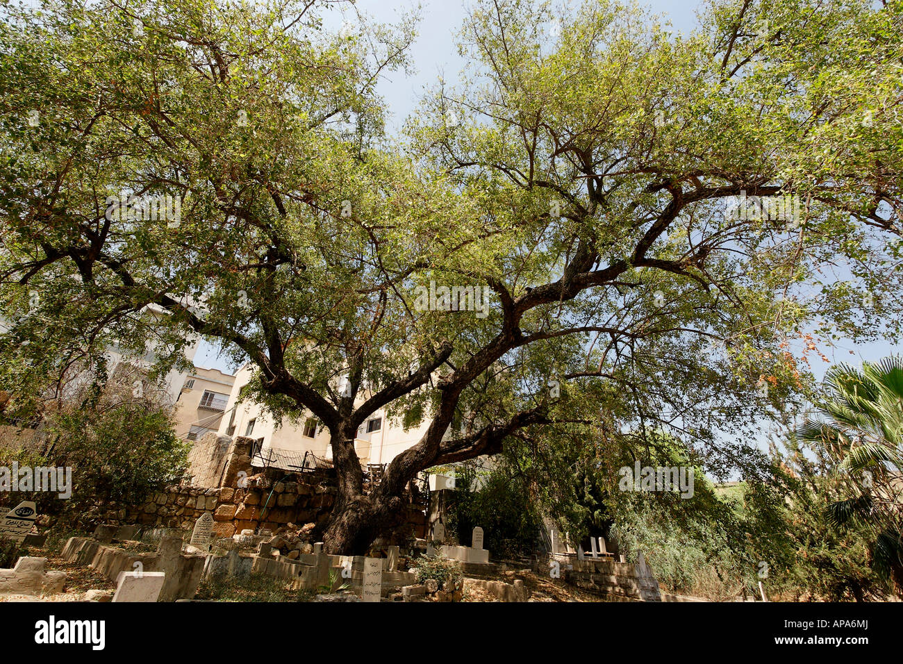 Israel the Lower Galilee Jujube tree in Sachnin Stock Photo - Alamy